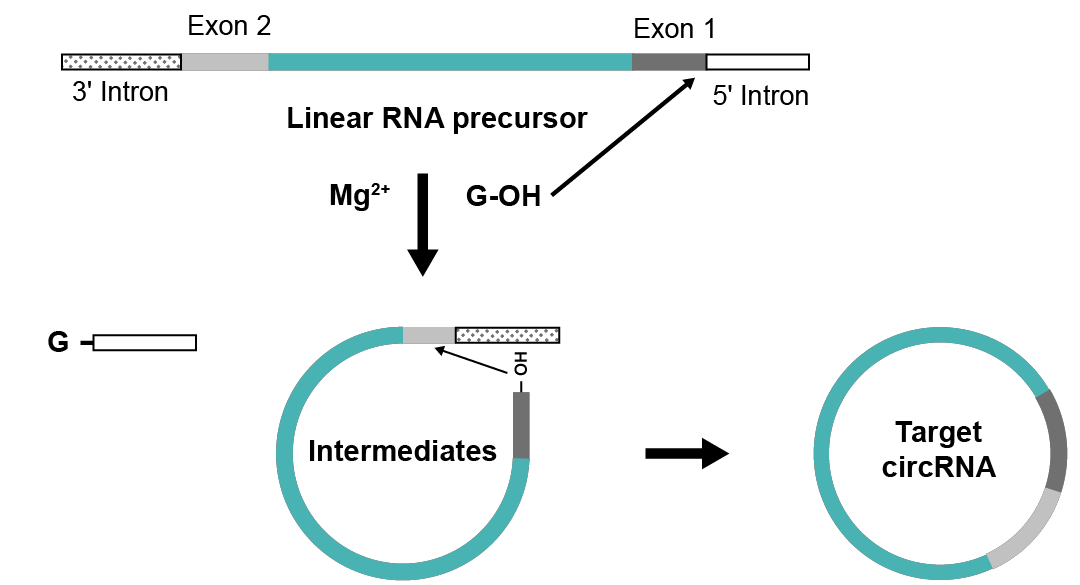 IVT环状RNA制备-云舟生物